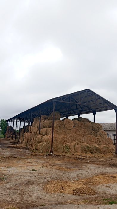 Baloti rotunzi lucerna Osica de Sus • OLX.ro