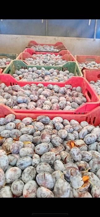 Vand Prune de țuică Ploiesti • OLX.ro