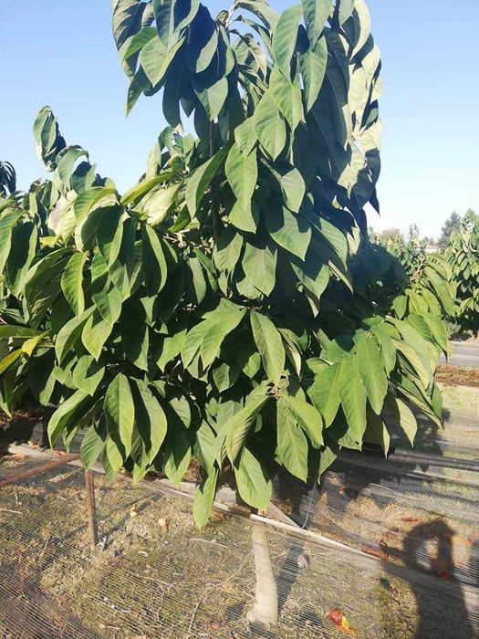 Pom PawPaw Altoit Sunflower / Prima (Paw Paw) Banana Nordului 3 ani ...