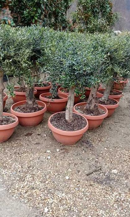 Maslin Secular, Tuia Bonsai , Palmier , Tuia Smaragd Fagaras • OLX.ro