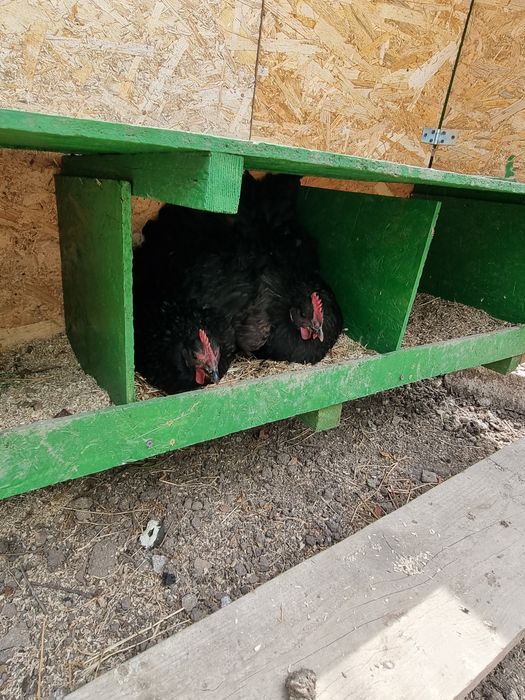 Oua de incubat australorp Lazu • OLX.ro