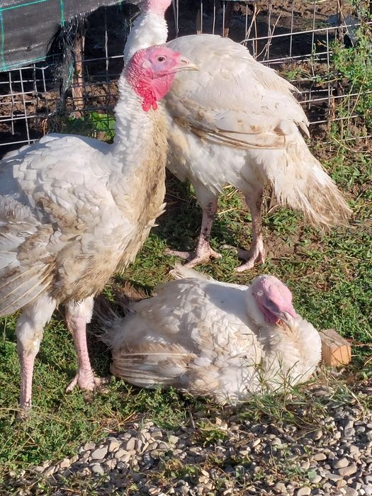 Creștem curcani, puicute de oua și kabir Afumati • OLX.ro