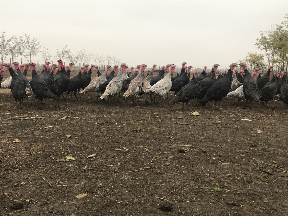 Curci si curcani Valcani • OLX.ro