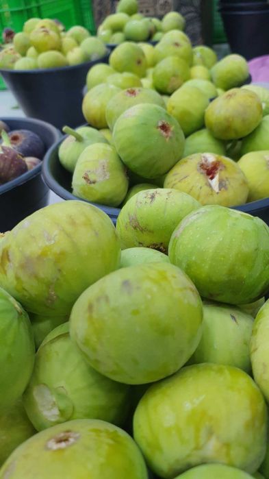 Smochin Românesc cu fruct Verde Craiova 130 - 170 cm la Ghiveci Craiova ...