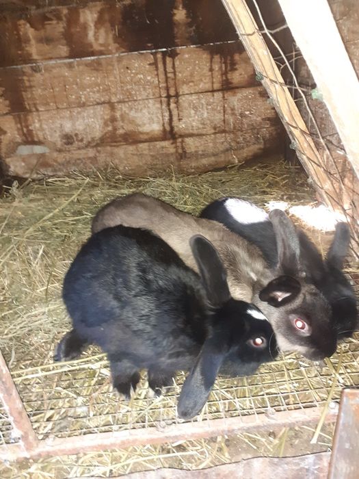 Vând iepuri și iepurași Tartasesti • OLX.ro