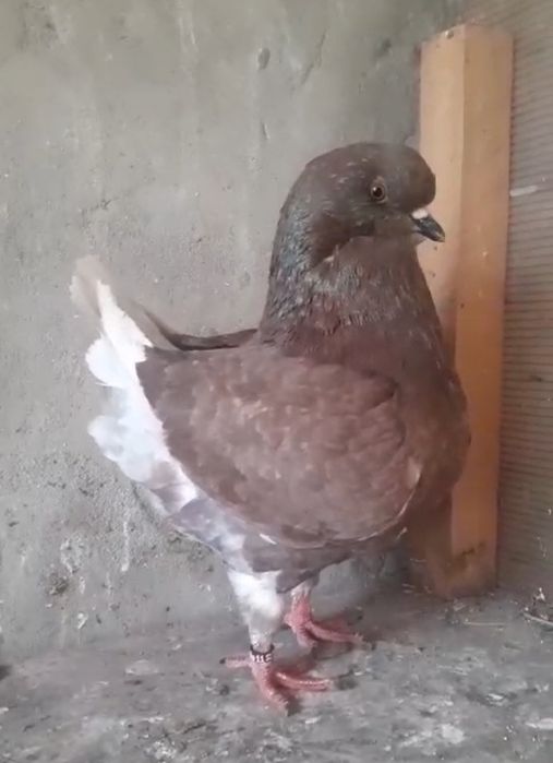 Porumbei king pereche Rosiori de Vede • OLX.ro