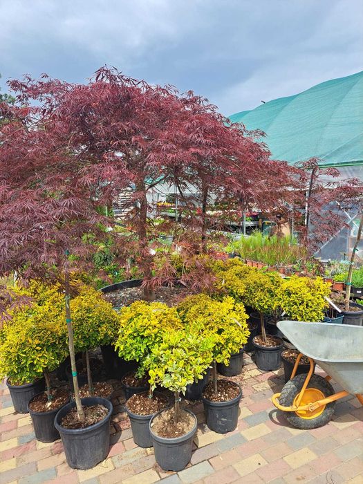 Brazi de vanzare si multe alte plante Titu • OLX.ro