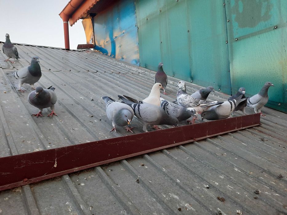 Porumbei Voiajori toate culorile 2020 -2024 Inclusiv pui Bucuresti ...