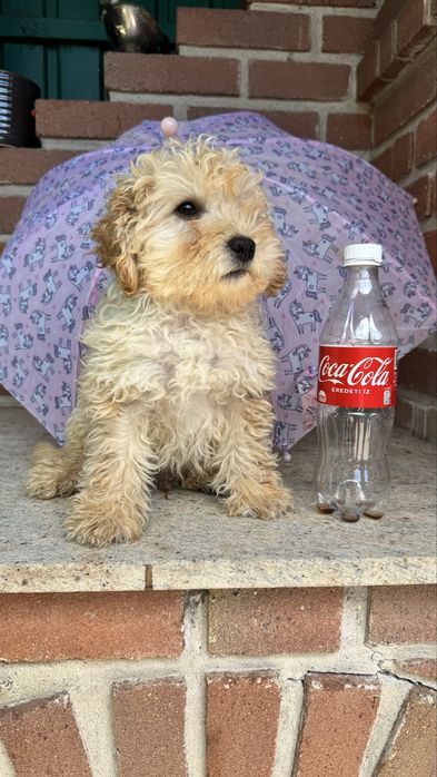 Maltipoo mini toy de vanzare Oradea • OLX.ro