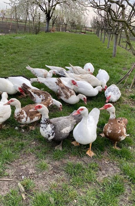 Oua de rata muta pentru incubat Dorobanti • OLX.ro