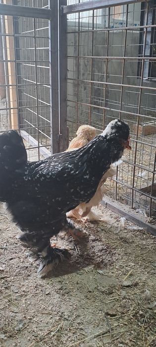 Găini motate puicute 2024 Brasov • OLX.ro