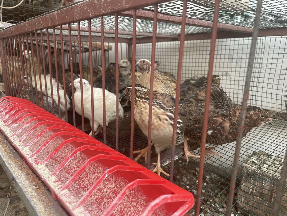 Prepelite ouatoare Matasaru • OLX.ro