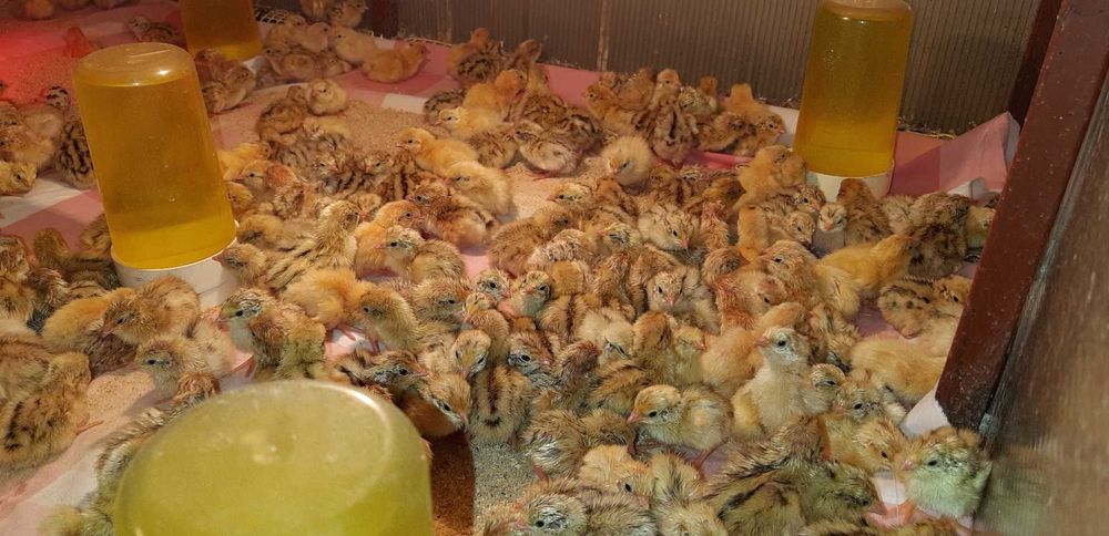 Pui prepelita 7 zile , 14 zile , 21 zile , 28 zile , 35 zile Bacau • OLX.ro