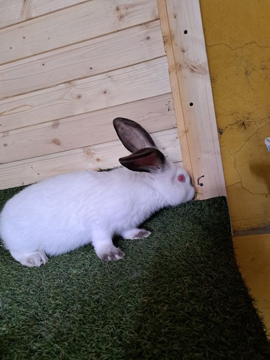 Vand iepuri Urias de Transilvania Sarata • OLX.ro