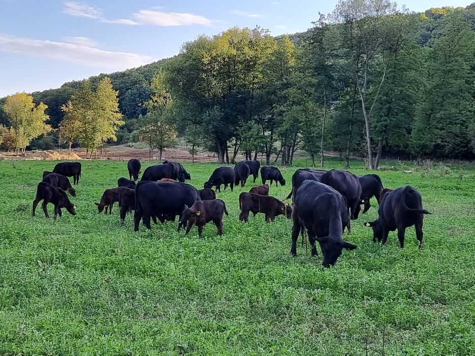 Vand lot 41 de vaci angus cu certificate de origine cu taur Topoloveni ...