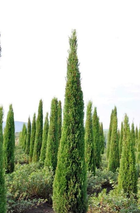 Chiparos italian la ghiveci . Giurgiu • OLX.ro