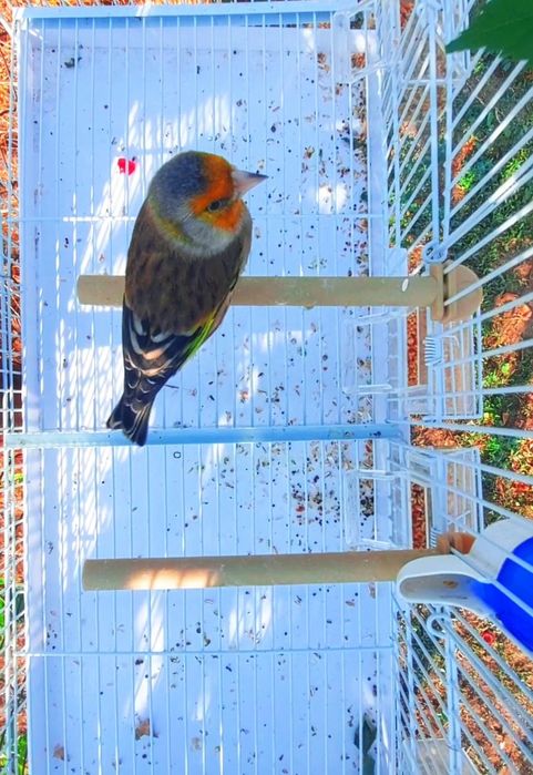 Hibrid Sticlete × Canar Merenii de Sus • OLX.ro