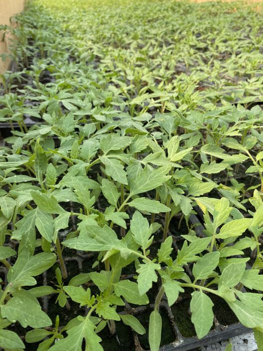 Rasaduri plante solar si camp Tartasesti • OLX.ro