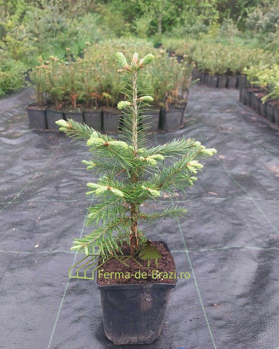 Puieti brad Abies Lasiocarpa la ghiveci P11- plantare 12 luni/an Albac ...