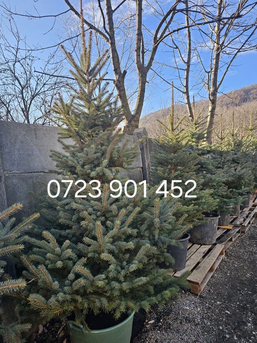 Brazi argintii și verzi la comanda Ploiesti • OLX.ro