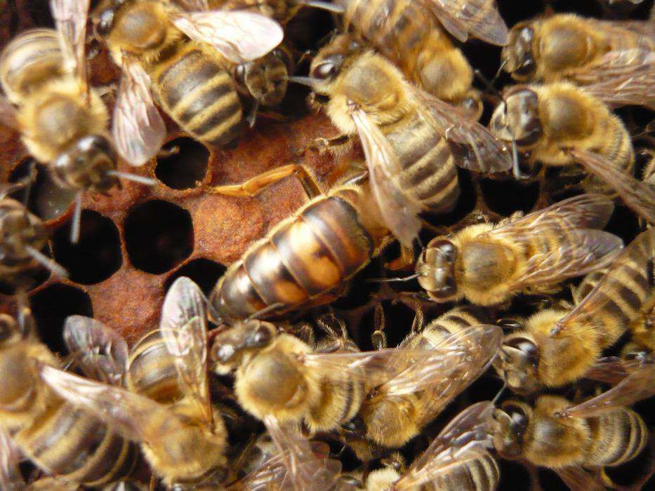 Matci selectionate si imperecheate din rasa autohtona. Hunedoara • OLX.ro