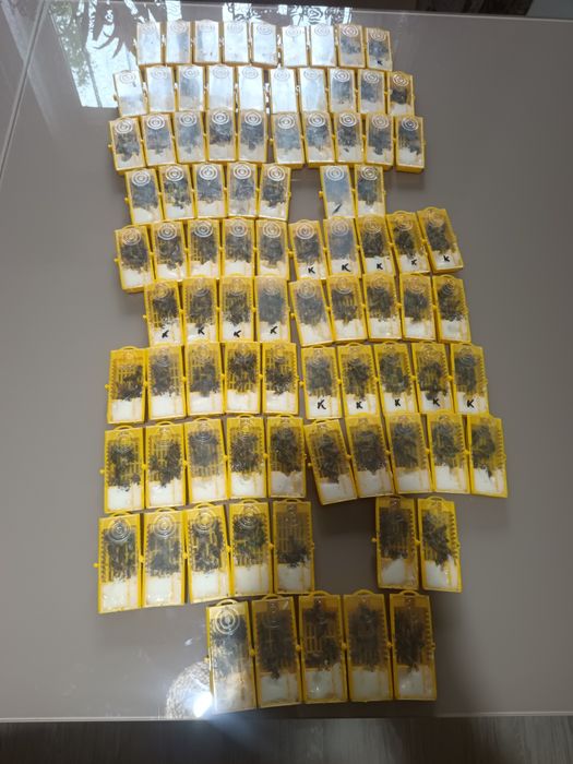 Matci buckfast VSH rezistente la puiet varos, regine, botci, albine al ...