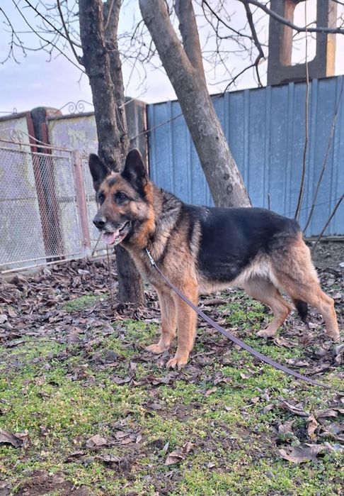 Oferta Ciobanesc German (lup) rasa pura la un pret modest Galati • OLX.ro