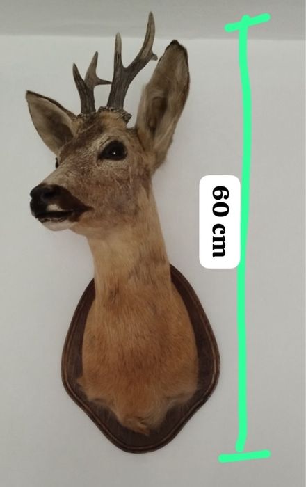 Trofeu bust caprior , taxidermie Magura • OLX.ro