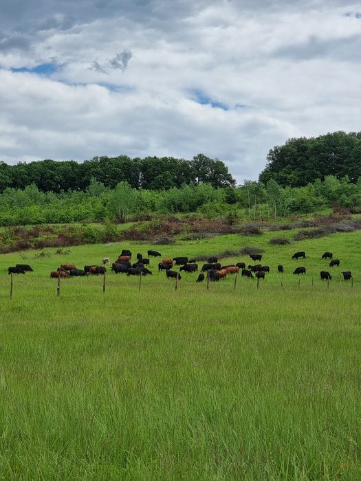 Vand lot 20 de vaci black angus cu certificate de origine Topoloveni ...