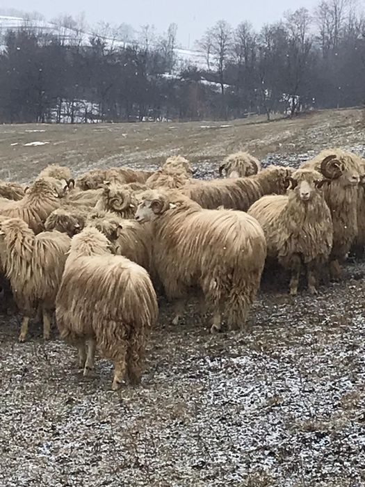 Berbeci si notini bali de vanzare Bistrita • OLX.ro