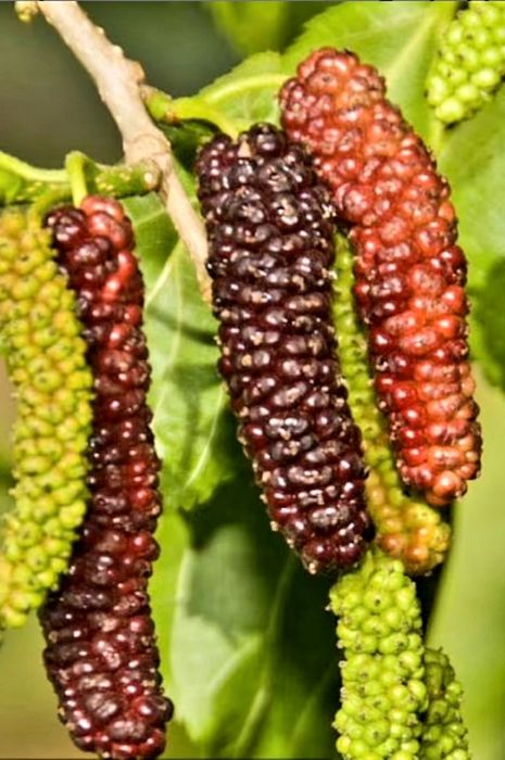 Dud negru cu fructe uriașe Ploiesti • OLX.ro