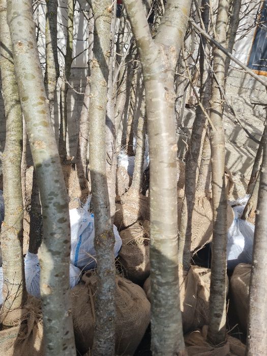 Frasini Calitate extra Pitesti • OLX.ro