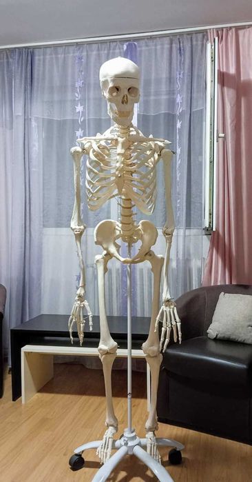 Human Skeleton Model Stan - 3B Smart Anatomy Iasi • OLX.ro