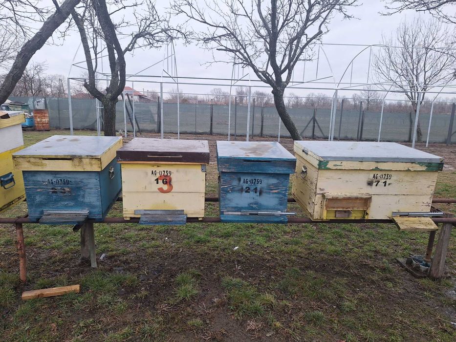 Cutii stupi de vanzare Barla • OLX.ro