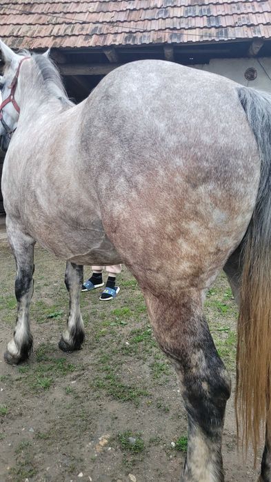 Vand iapă sură de 6 ani Cluj-Napoca • OLX.ro