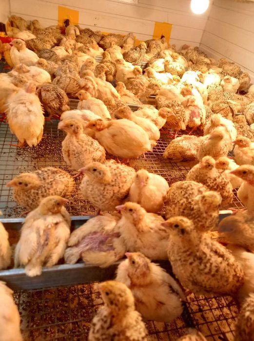 Pui prepelita -5 specii -vârsta 7 , 14 , 21 zile Vaslui • OLX.ro