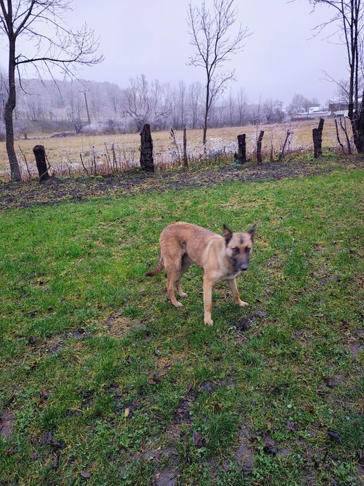 Donez ciobanesc mallinois Cracaoani • OLX.ro