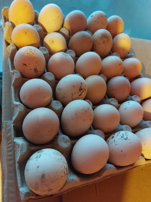 Oua incubat Australorp negru si albastru Iezureni • OLX.ro