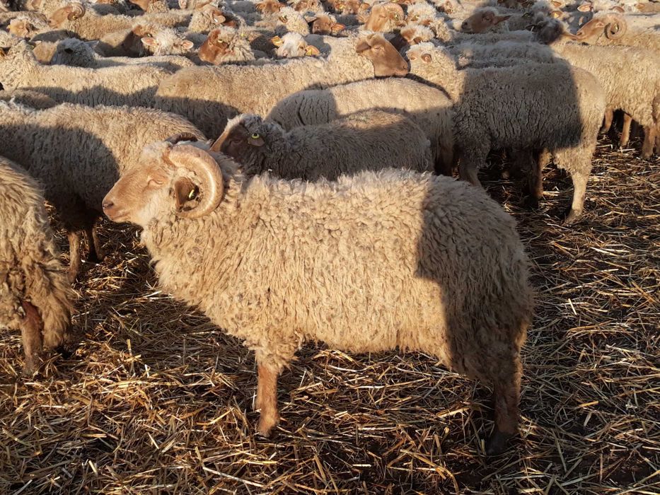 Vand Berbeci tigaie ruginie si Il de France cu certificate de origine ...