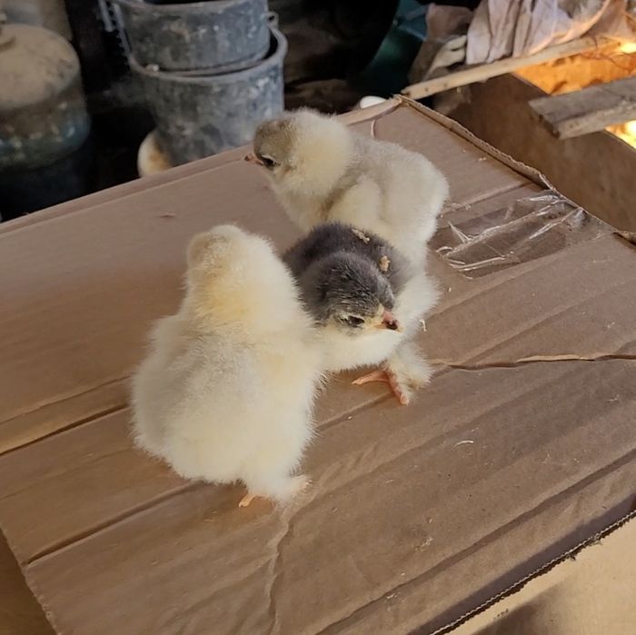 Vând pui brahma albastru,negru și splash Puscasi • OLX.ro