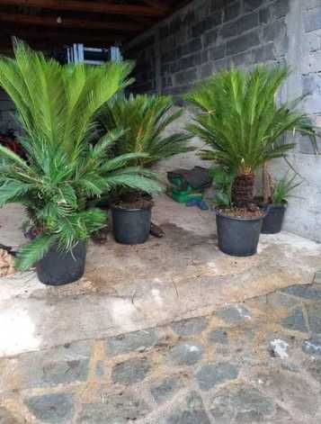 Maslin Secular, Tuia Bonsai , Palmier , Tuia Smaragd Fagaras • OLX.ro