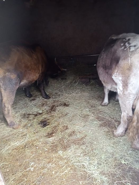 Vand doua vaci de munte Teis • OLX.ro