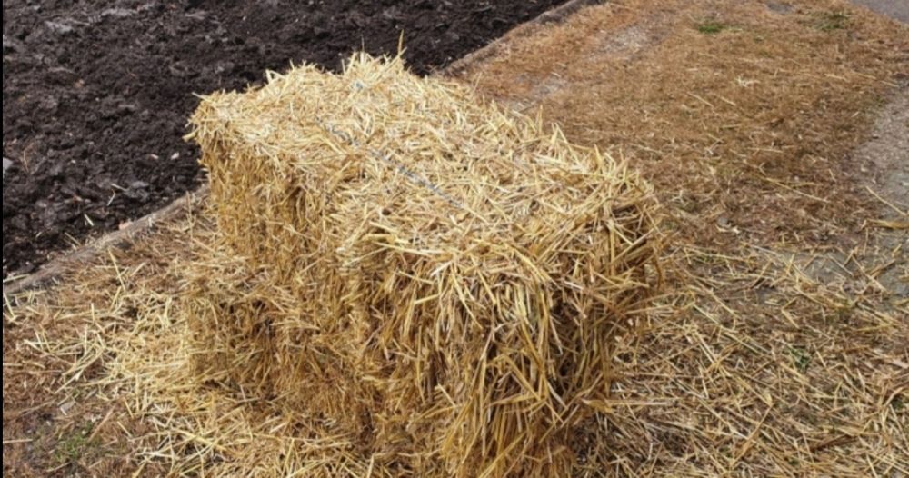 Baloti paie de grau 2024 Ramnicu Valcea • OLX.ro