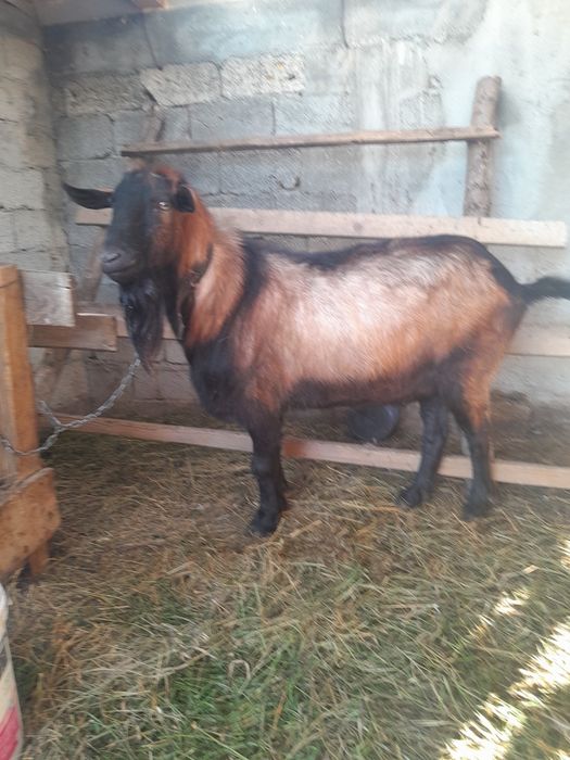 Vand lot capre alpin francez Munteni • OLX.ro