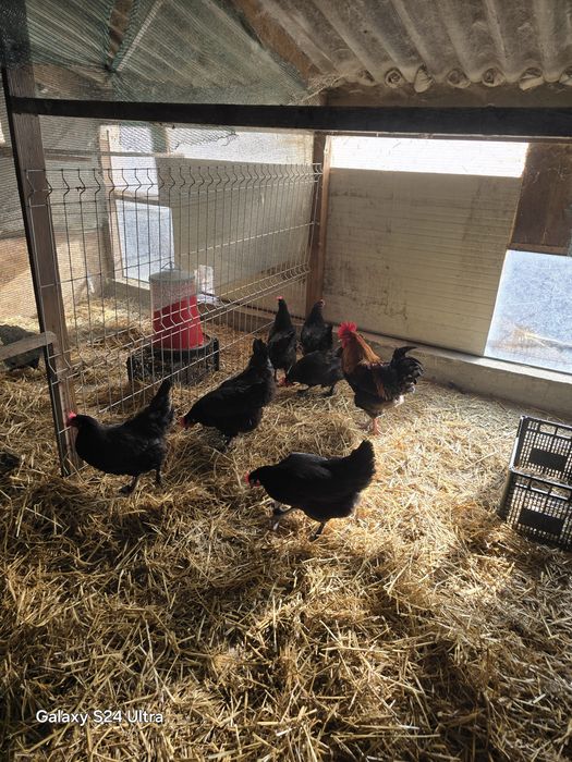 Ouă de incubat Araucana și Olive Egger 1 Decembrie • OLX.ro