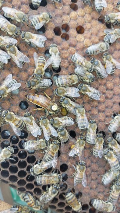 Matci buckfast vsh carnica carpatina familii albine stupi roiuri roi ...