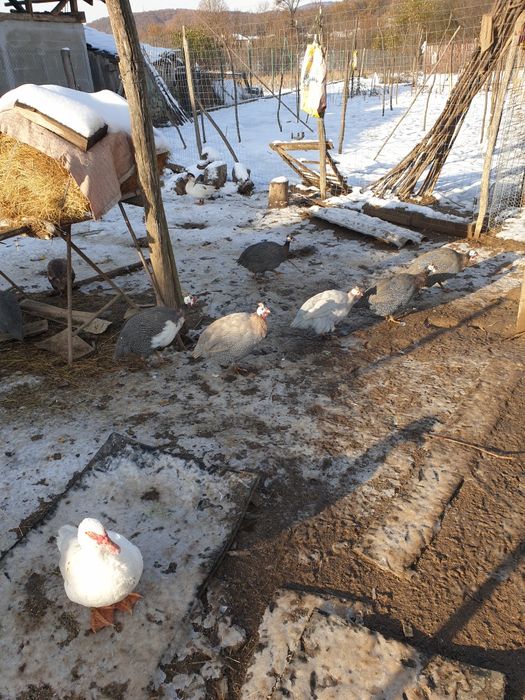 Rațe leşeşti, rate alergatoare indiene, gaste. Gornovita • OLX.ro