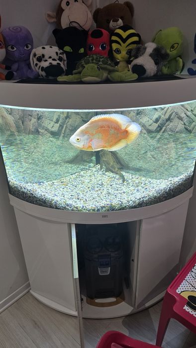 Acvariu juwel trigon peste Oscar si gibi Bucuresti Sectorul 4 • OLX.ro