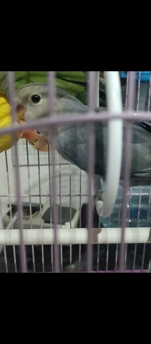 Agapornis Fischer Galati • OLX.ro