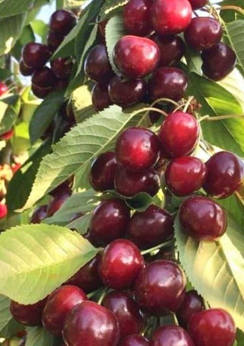 Pomi fructiferi columnari si pitici mar,cires-50+25 gratis anul3 ...